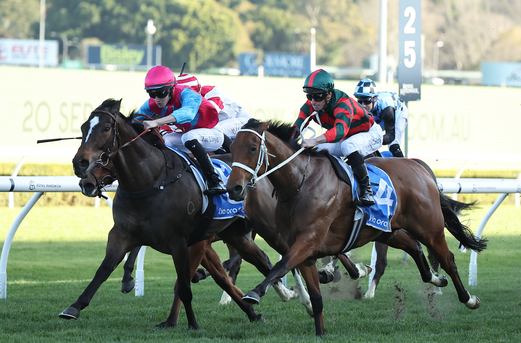 Horse Racing: Headwall, Everest, Concorde Stakes, Matt Smith | Rsn ...