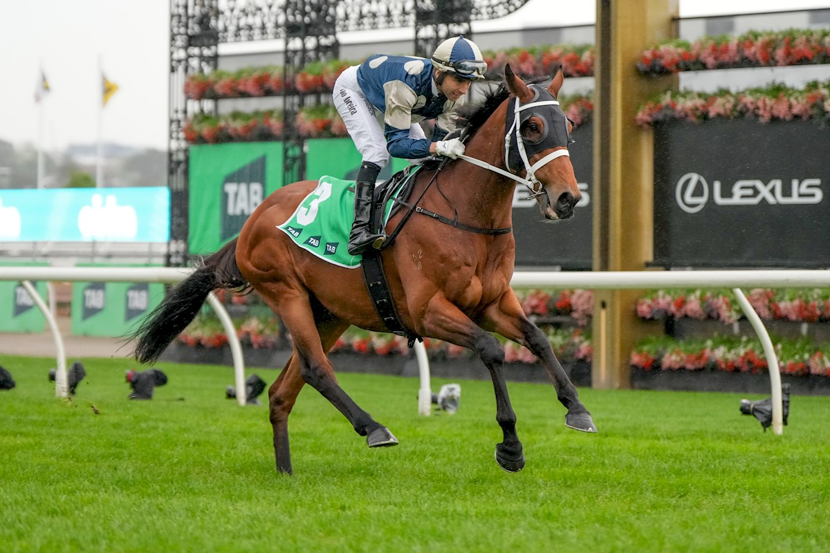 Betfair’s runner-by-runner guide for the 2024 Melbourne Cup — SEN